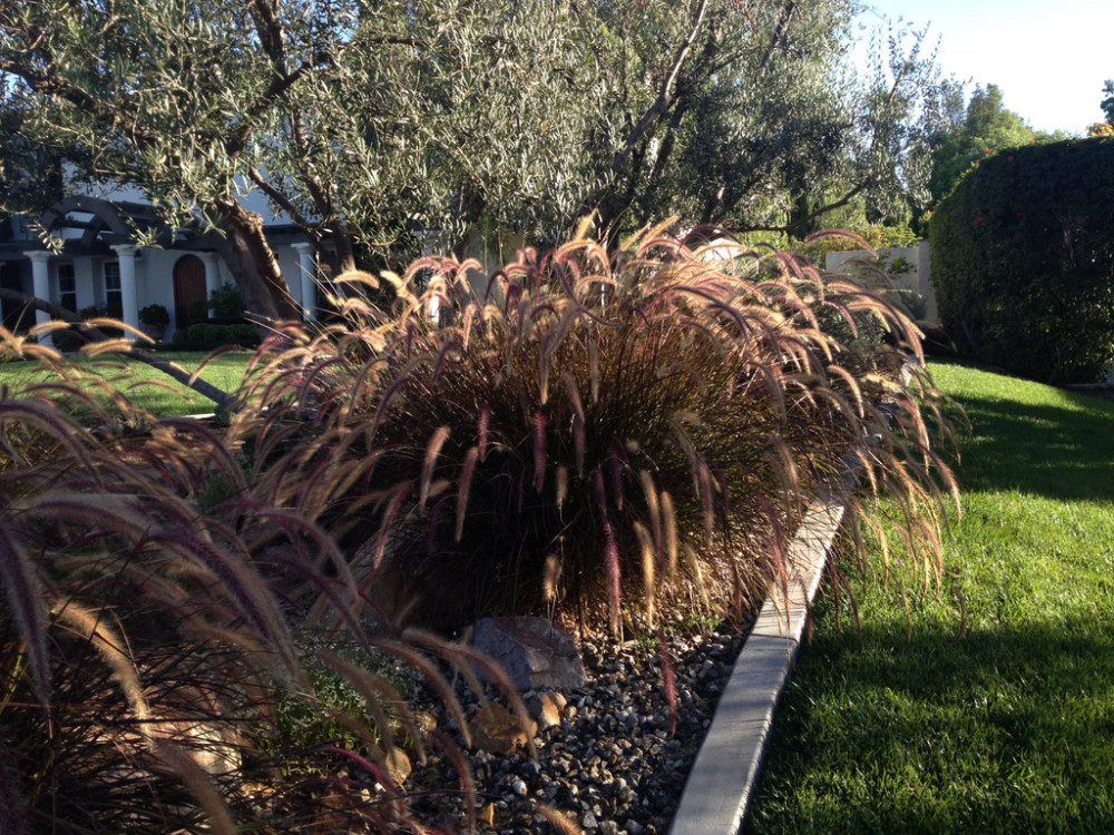 Rubrum Purple Fountain Grass - Green Meadow Growers