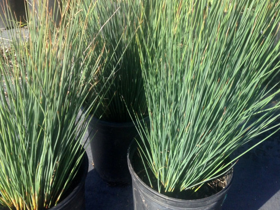 Elk Blue - Green Meadow Growers