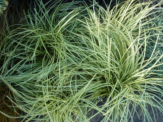 Evergold Sedge - Green Meadow Growers