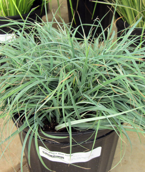 Blue Sedge - Green Meadow Growers