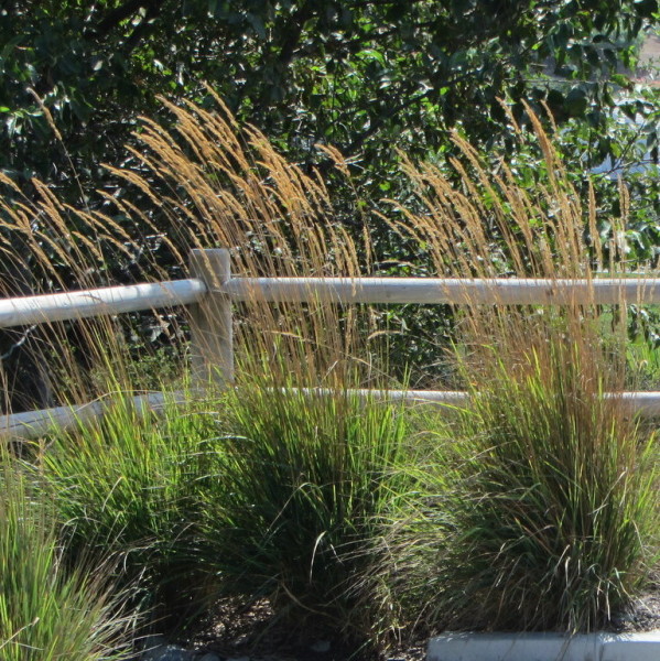 Karl Foerster Feather Reed Grass - Green Meadow Growers