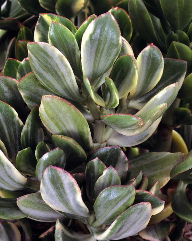 Variegated Jade Plant - Green Meadow Growers