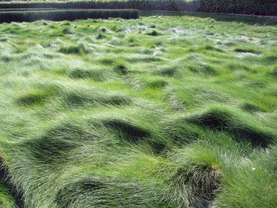 Creeping Red Fescue - Green Meadow Growers - Green Meadow Growers