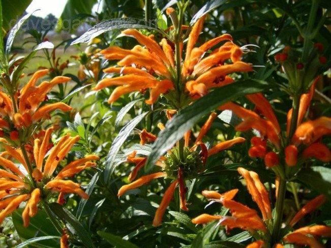 Lions Tail - Green Meadow Growers