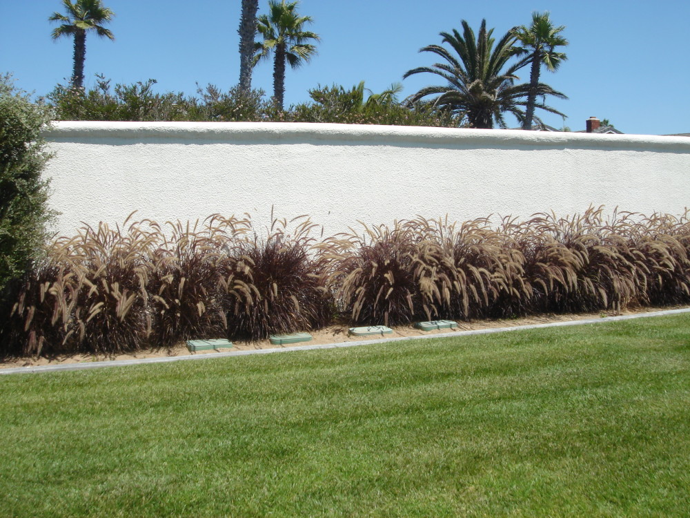 Rubrum Purple Fountain Grass - Green Meadow Growers
