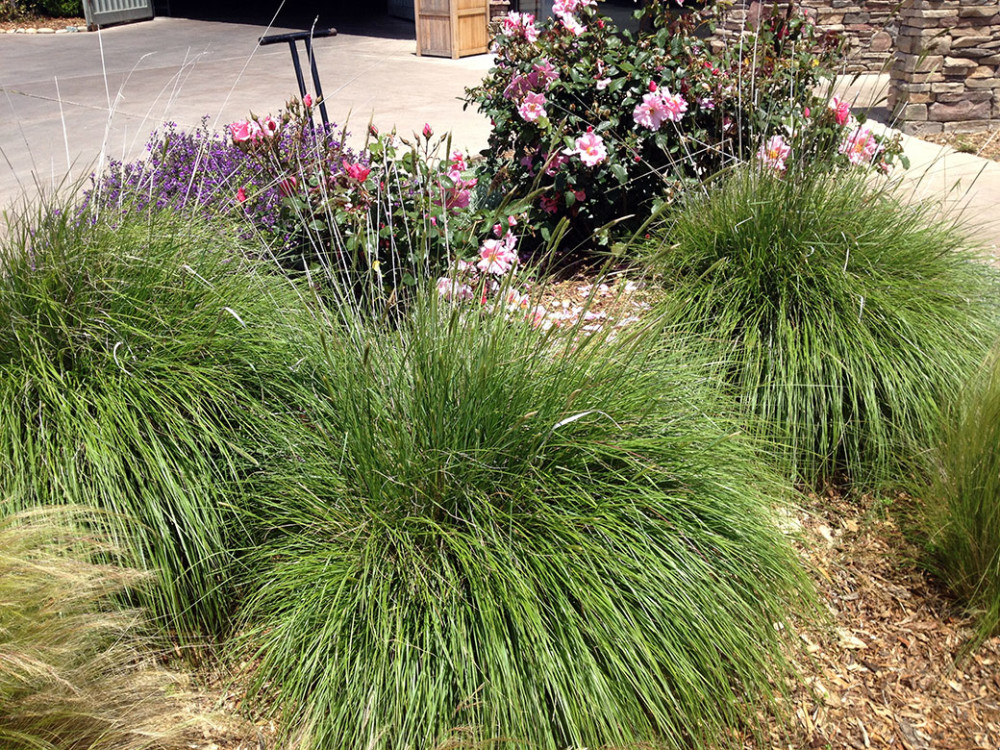 Slender Veldt Grass or Rye Puffs - Green Meadow Growers