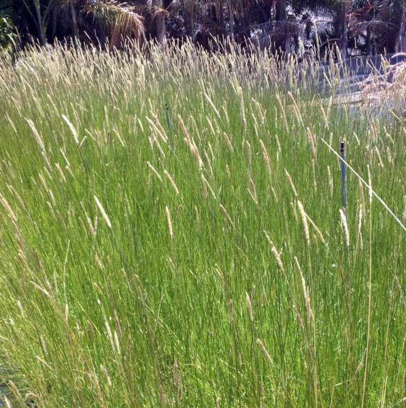 Slender Veldt Grass or Rye Puffs - Green Meadow Growers