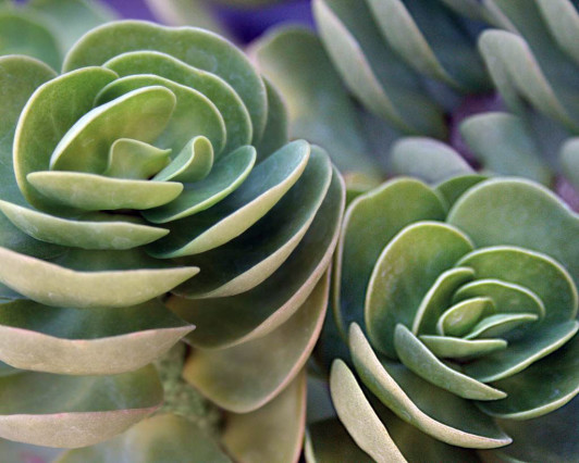 Maraca - Green Meadow Growers