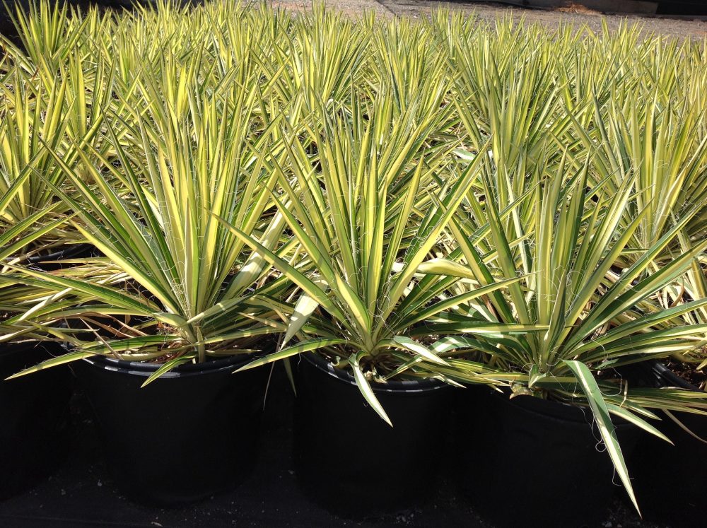 Yucca Color Guard - Green Meadow Growers