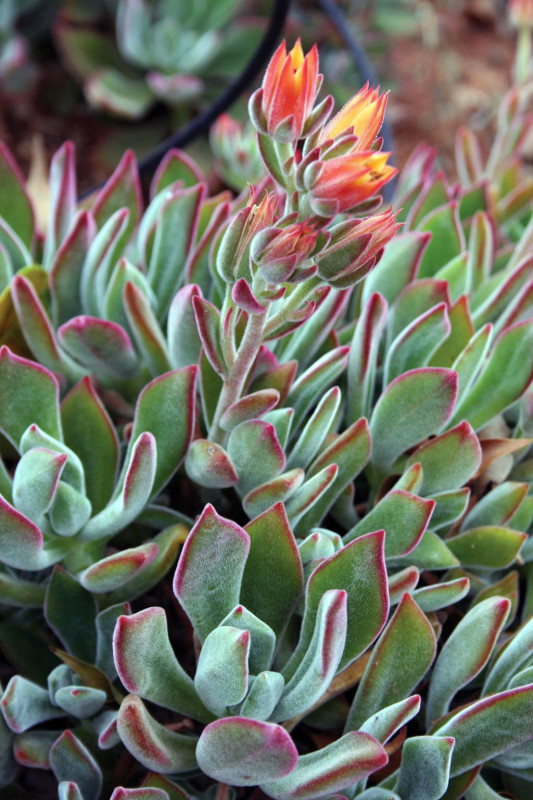 Ruby Slippers - Green Meadow Growers